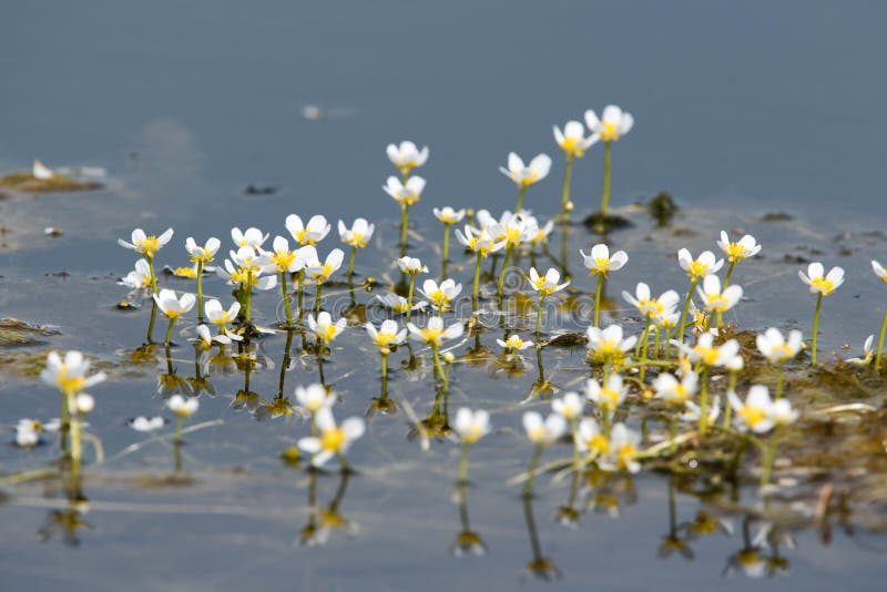 White Water Crowfoot & X28;Ranunculus Fluitans& X29; Floating on Water ...