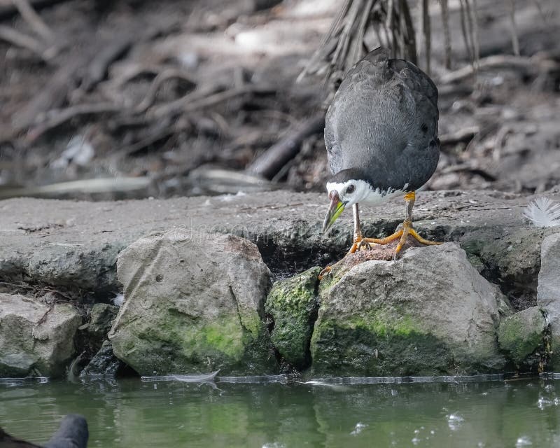 A White water hen jumping stock photo. Image of wild - 253045152