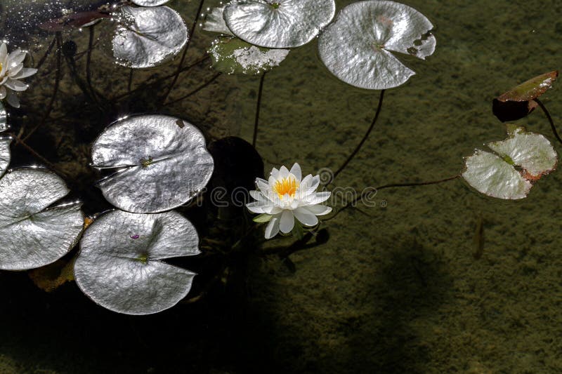 White, Water Lilies Grow in a Pond Close-up Stock Photo - Image of ...