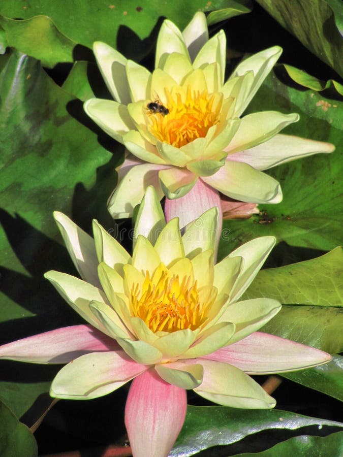 White Water Lilies in a Lake Stock Image - Image of peace, orange ...