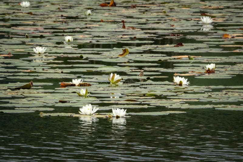 White Water-lilies in a Lake in County Kerry Stock Image - Image of ...