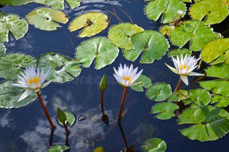 Sprouting Lilies Stock Photos - Free & Royalty-Free Stock Photos from ...