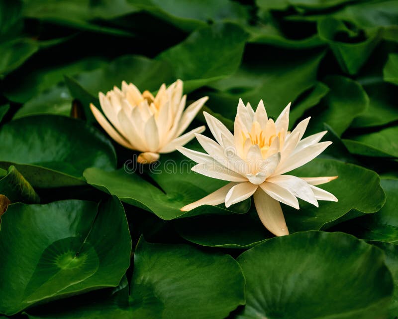 White Water Lilies Surrounded by Green Lily Pads in a Pond Stock Photo ...