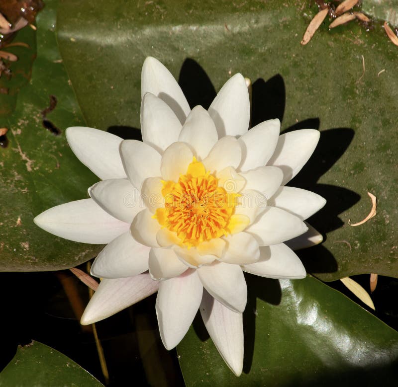 White Water Lilly Beijing China Stock Image - Image of beautiful ...