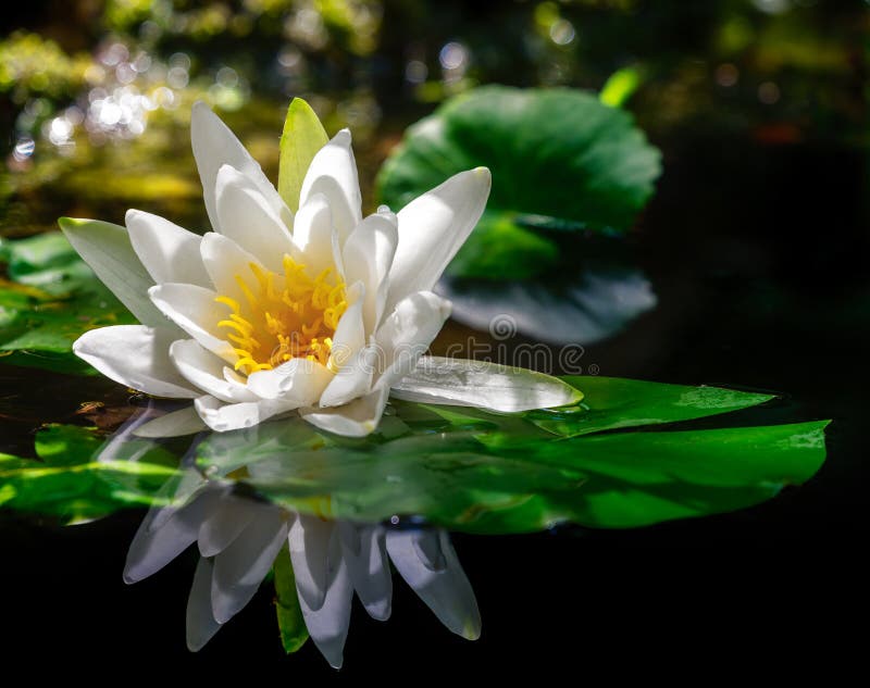 White Water Lilly Blossom in a Pond Stock Image - Image of waterlily ...