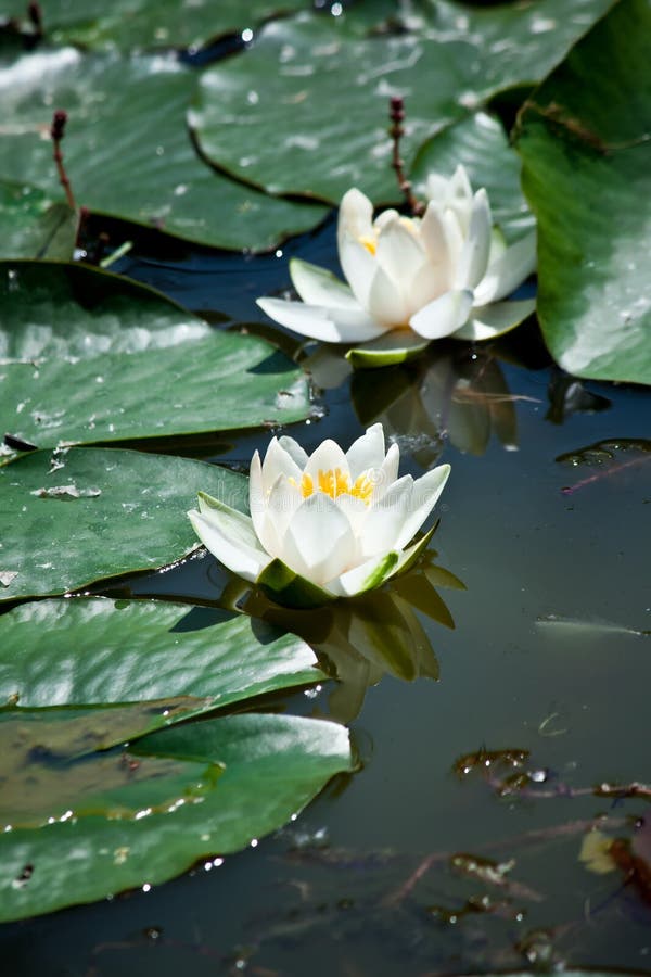 White water lily stock image. Image of blooming, floral - 14489485