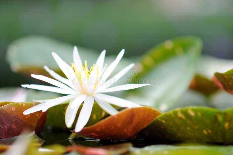 White Water Lily and Lily Pads Stock Photo - Image of lily, natural ...