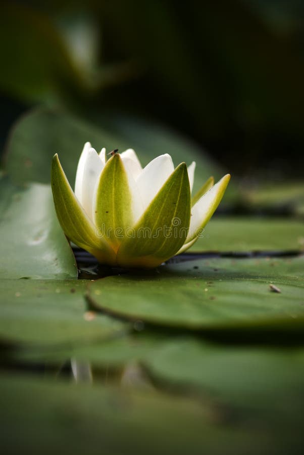White water lily stock image. Image of pond, leaf, blooming - 25885133