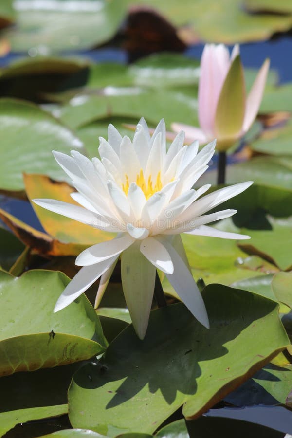 White water lily stock photo. Image of flower, lily, aquatic - 28488802