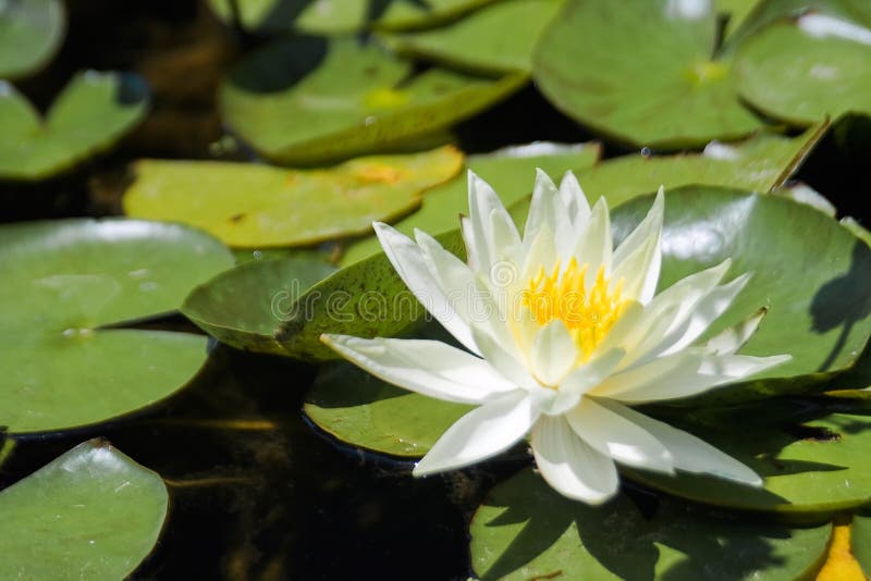 White water lily stock image. Image of pool, israeli, beauty - 5239951