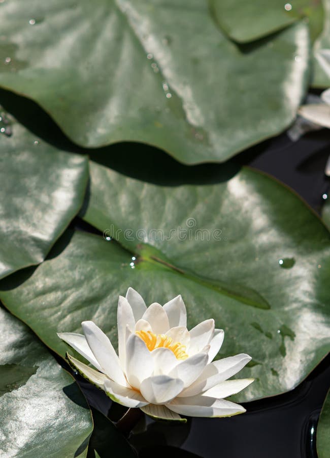 White water lily stock photo. Image of natural, leaf - 150577200