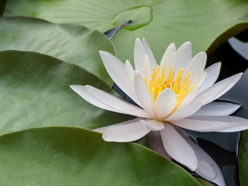White water lily stock photo. Image of aquatic, flower - 57249518