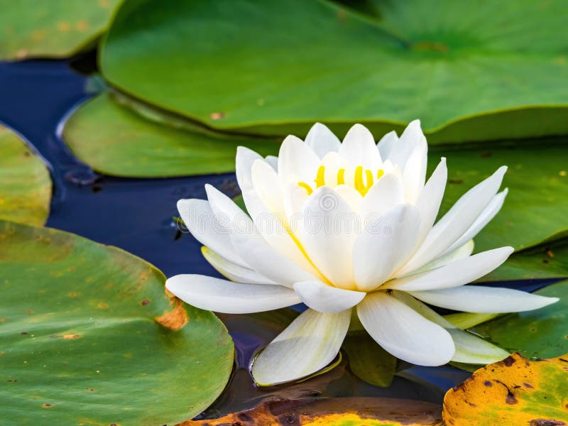 White Water Lilies on a Pond Stock Photo - Image of closeup, flower ...