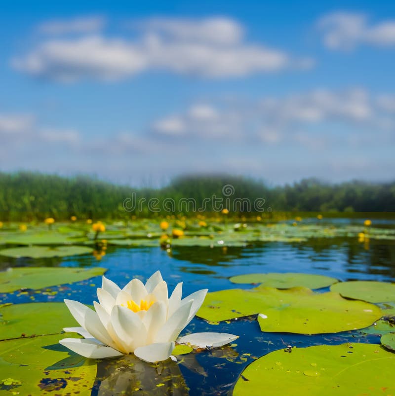 White Water Lily Floating on a Water Under Blue Cloudy Sky Stock Image ...