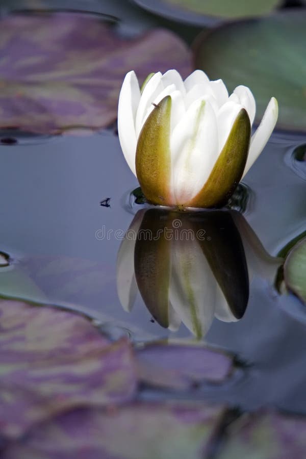 White Water Lily Flower stock photo. Image of lily, mirroring - 5395252