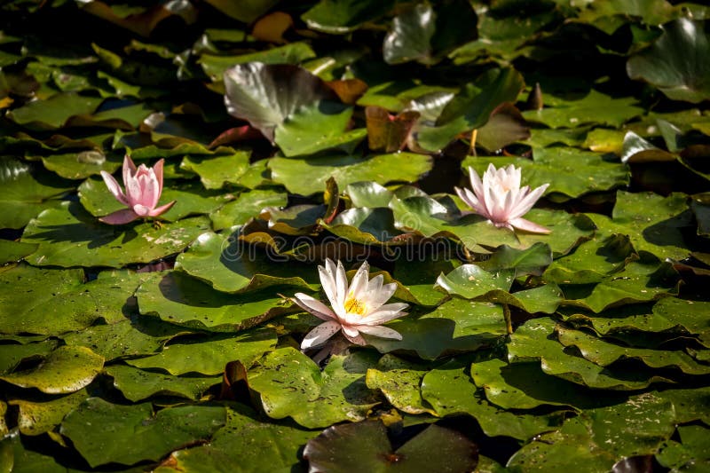 White Water Lily Flowers in Small Pond Stock Photo - Image of head ...
