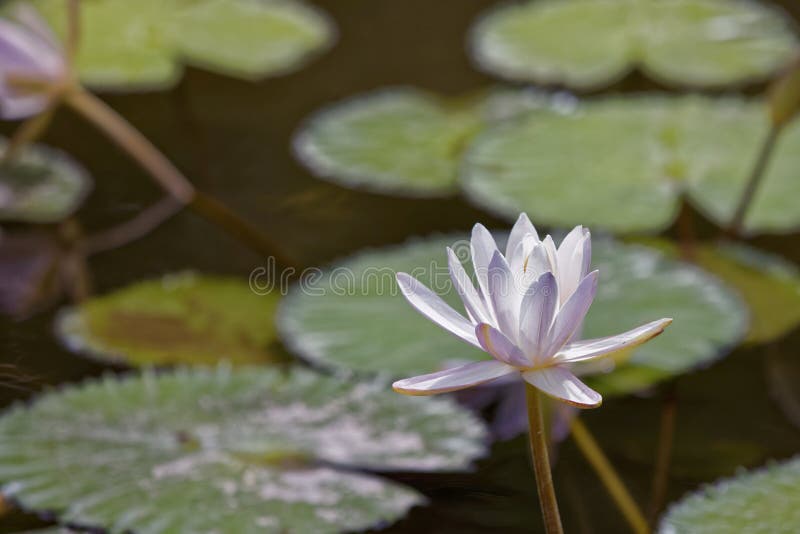 White Water Lily on Lilypads in a Pond in Java Stock Photo - Image of ...
