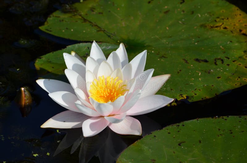 White Water Lily Nymphaea Alba Stock Image - Image of close, flower ...