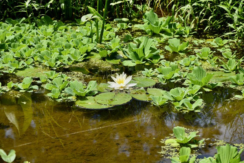 White Water Lily with Lily Pads and Aquatic Plants Stock Image - Image ...