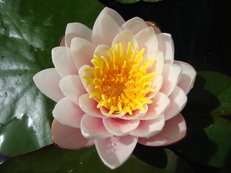 Delightful big Water Lily stock image. Image of petal - 220886207