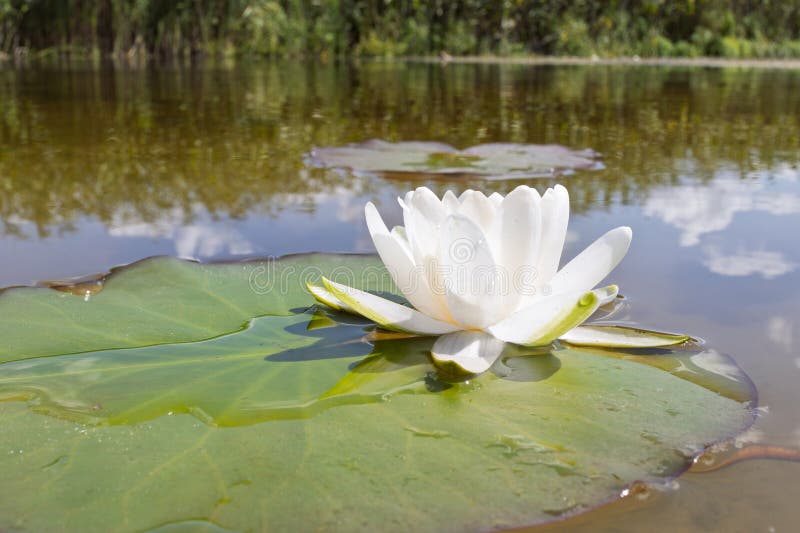 White Water Lily in the River. White Lily with Green Water Lily on Calm ...