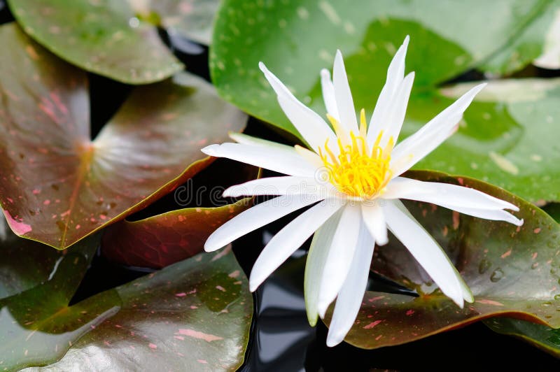 White Water Lily and Lily Pads Stock Image - Image of botanical, summer ...