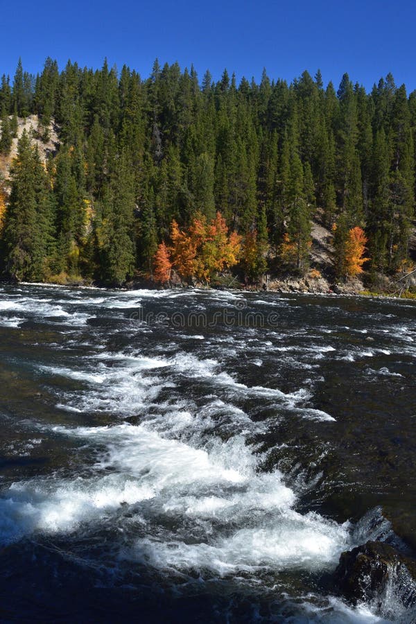 White Water Mountain Rapids Stock Image - Image of pines, river: 232215443