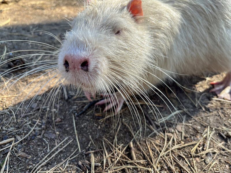 White Water Rat Walks Around the Zoo Stock Image - Image of natural ...