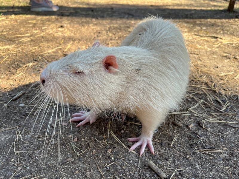 White Water Rat Walks Around the Zoo Stock Image - Image of park ...