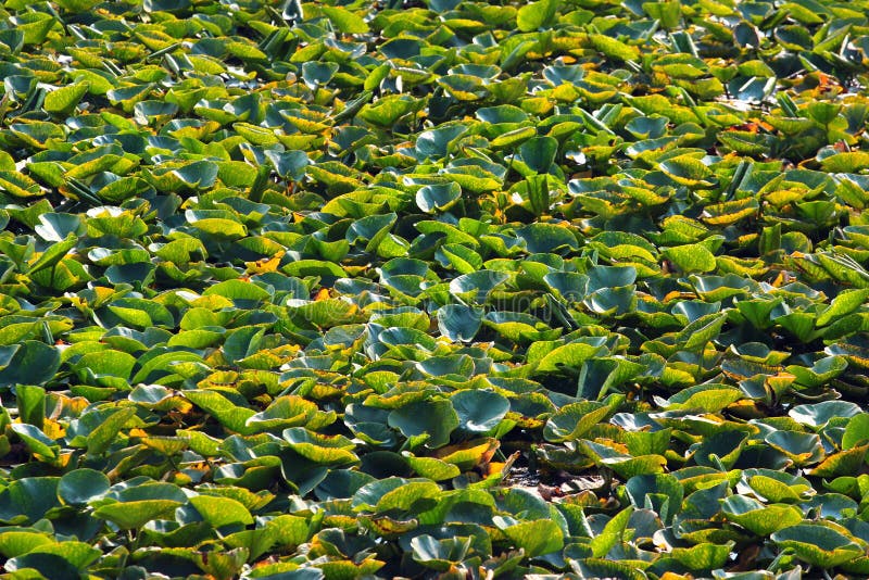 White Water Roses, or Nymphaea Alba Flowers in a Pond Stock Photo ...