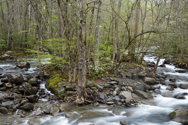 A White-water Stream in the Great Smoky Mountains. Stock Photo - Image ...