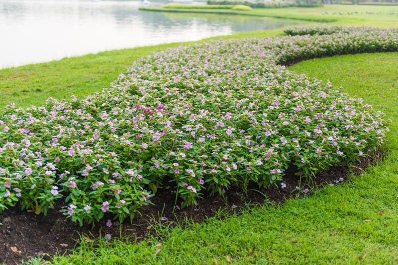 Flowering Watercress stock photo. Image of flower, flowers - 60320522