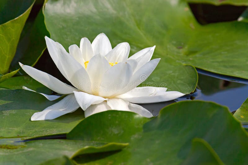 White waterlily stock photo. Image of nature, outside - 30746734