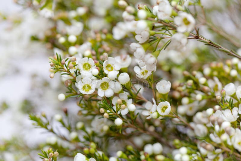 White Wax Flower in Natural Background Stock Photo - Image of flower ...