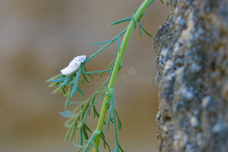 White wax insect stock photo. Image of white, nature - 249119700