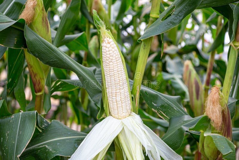 White waxy corn stock image. Image of field, sweet, waxy - 193303651