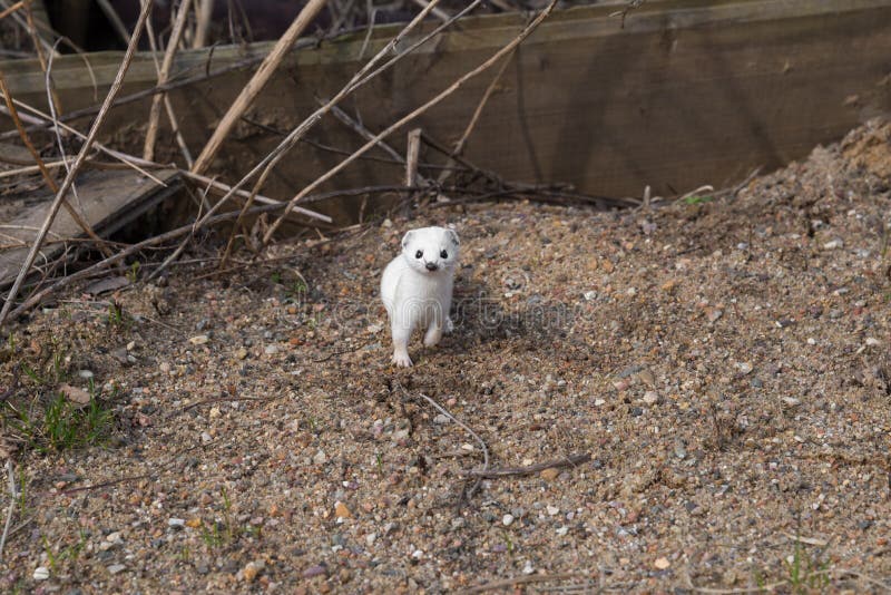 White Weasel ( Mustela Nivalis ) in Sand in Early Spring Stock Photo ...