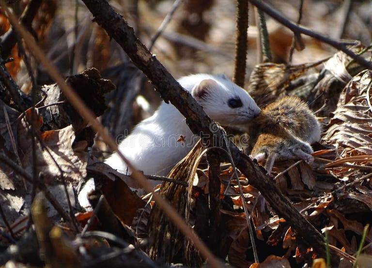 A White Weasel in a Spring Forest - with Prey Stock Image - Image of ...