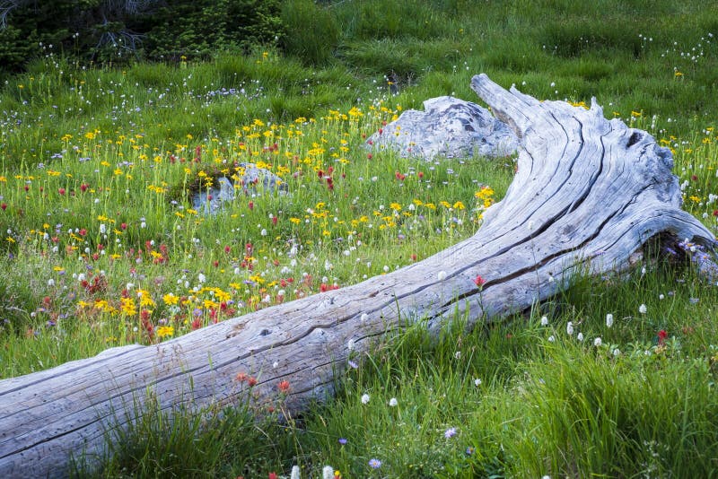 White, Weathered Tree Trunk Stock Image - Image of trunk, green: 33899219