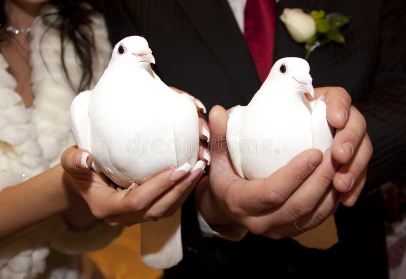 White wedding doves stock photo. Image of beauty, decoration - 11699224