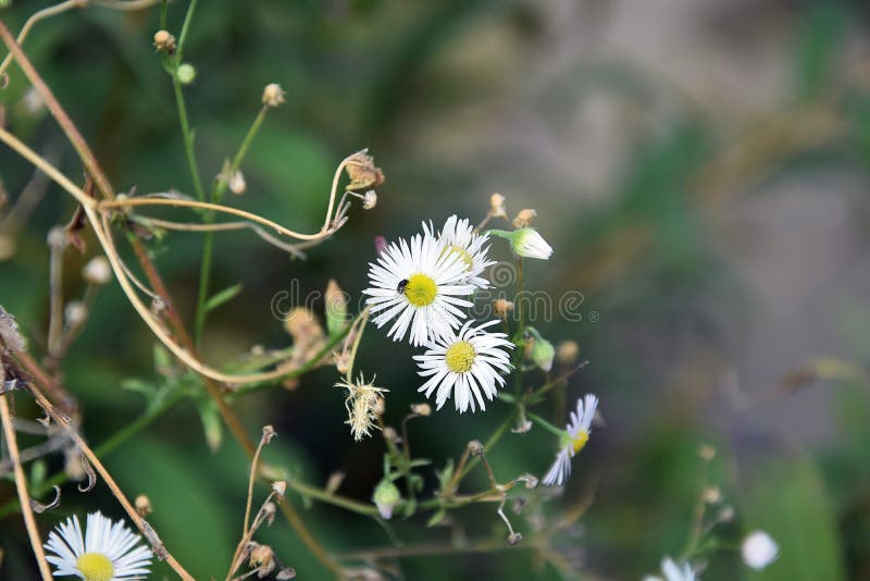 White weed stock image. Image of multicolored, garden - 78024463