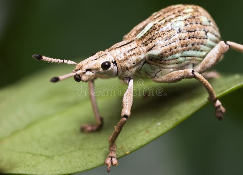 White Weevil stock image. Image of nature, snout, herbivorous - 7892471