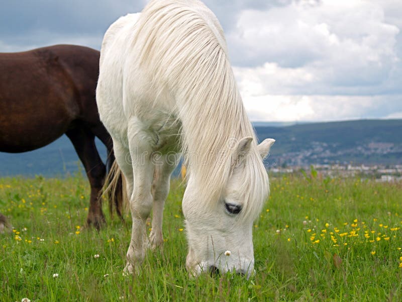 Welsh Cob Pony stock image. Image of welsh, equine, pony - 96839889