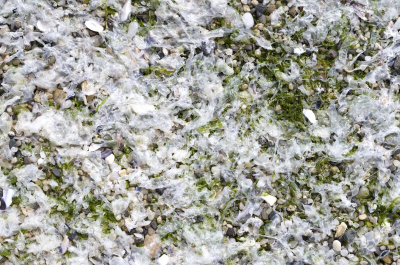 White Wet Algae on Sunny Beachx Stock Image - Image of coast, coastline ...