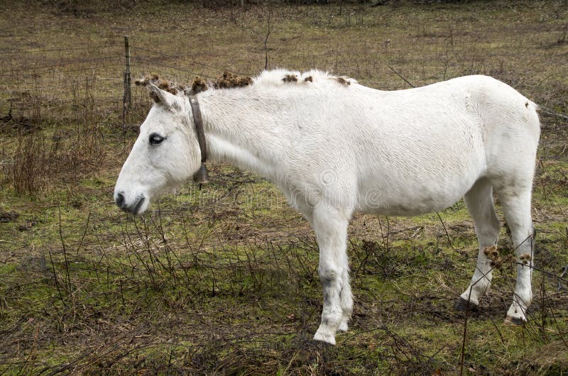 White Wet Mule with Burdocks on the Mane and Human Hand Stock Image ...