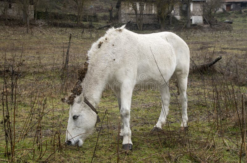 White Wet Mule with Burdocks on the Mane and Human Hand Stock Image ...