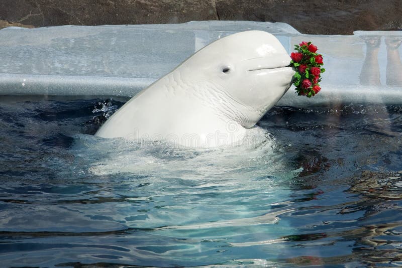 White whale stock image. Image of marine, mouth, catching - 27660375