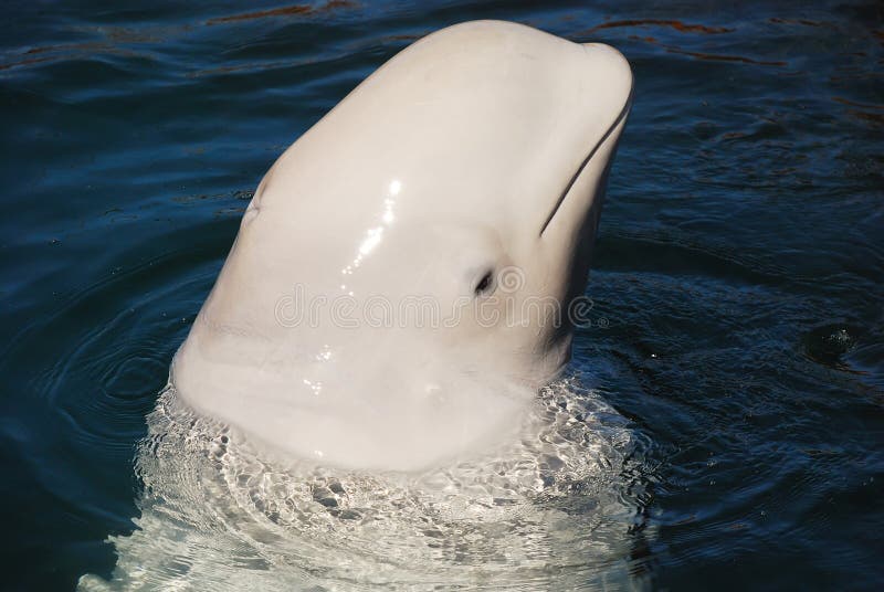 White whale stock photo. Image of creature, large, mammal - 3778608