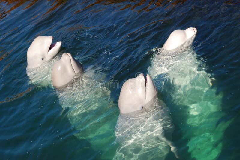 White whale stock image. Image of tail, captivity, white - 4595059