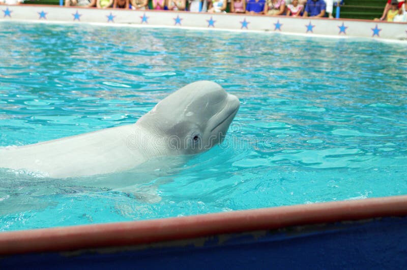 White whale stock photo. Image of blue, whale, marine - 5469986